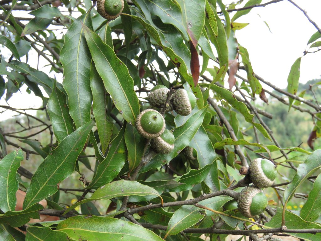 Nuestra historia - Alianza Pino Encino