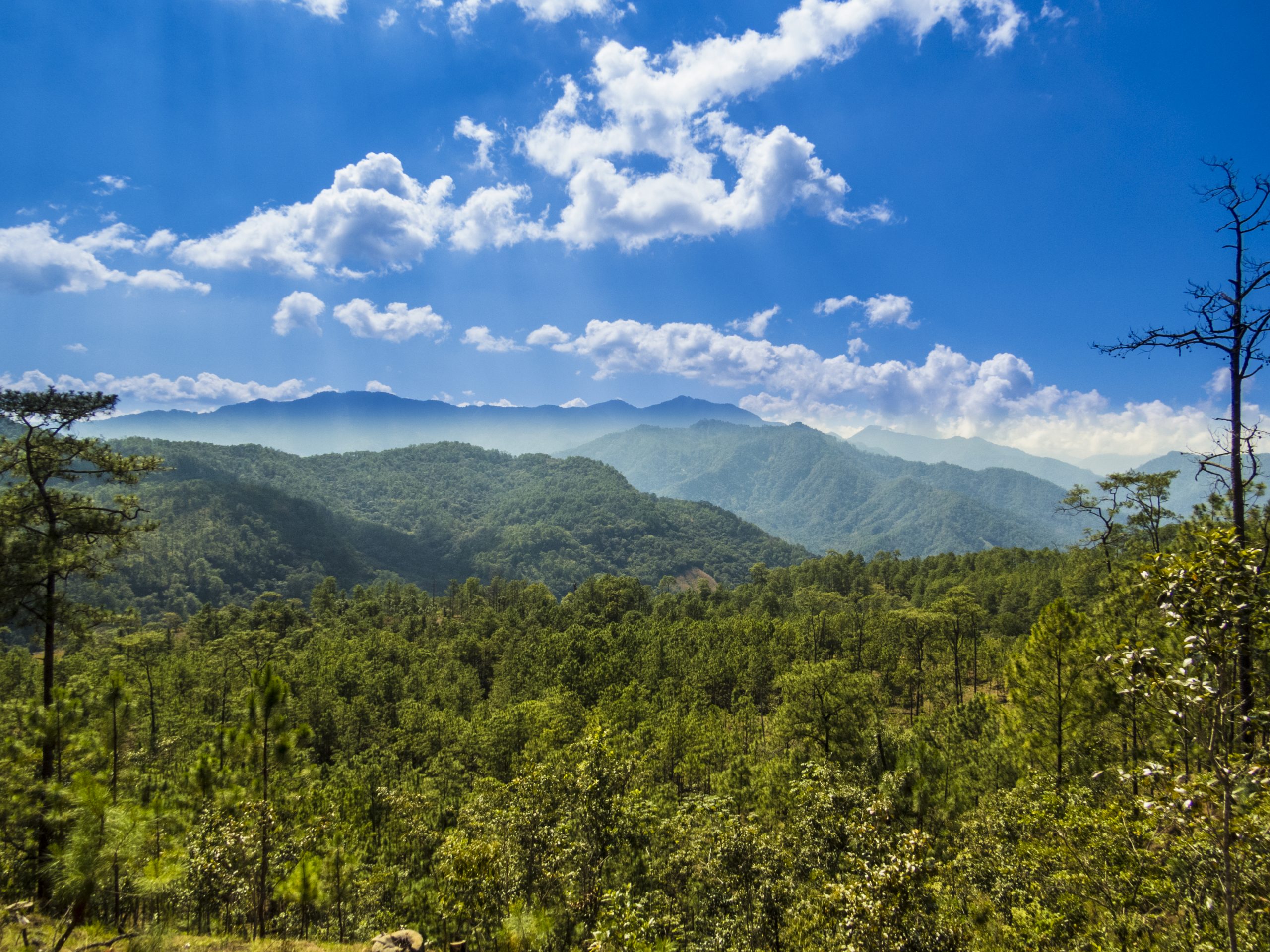 Bosques - Alianza Pino Encino