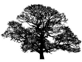 Biodiversidad - Alianza Pino Encino