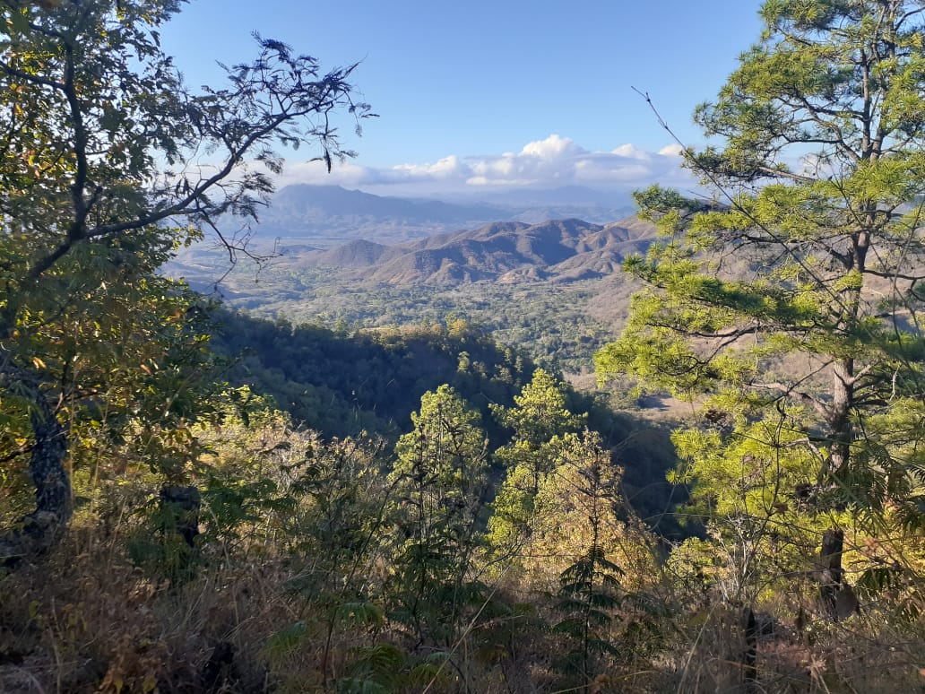 Chipe de mejilla dorada - Alianza Pino Encino
