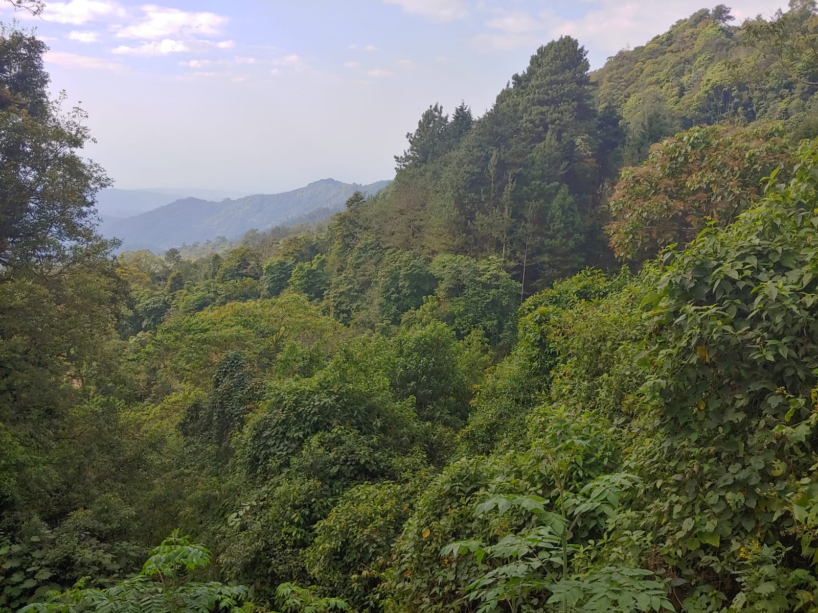 Líneas de acción - Alianza Pino Encino