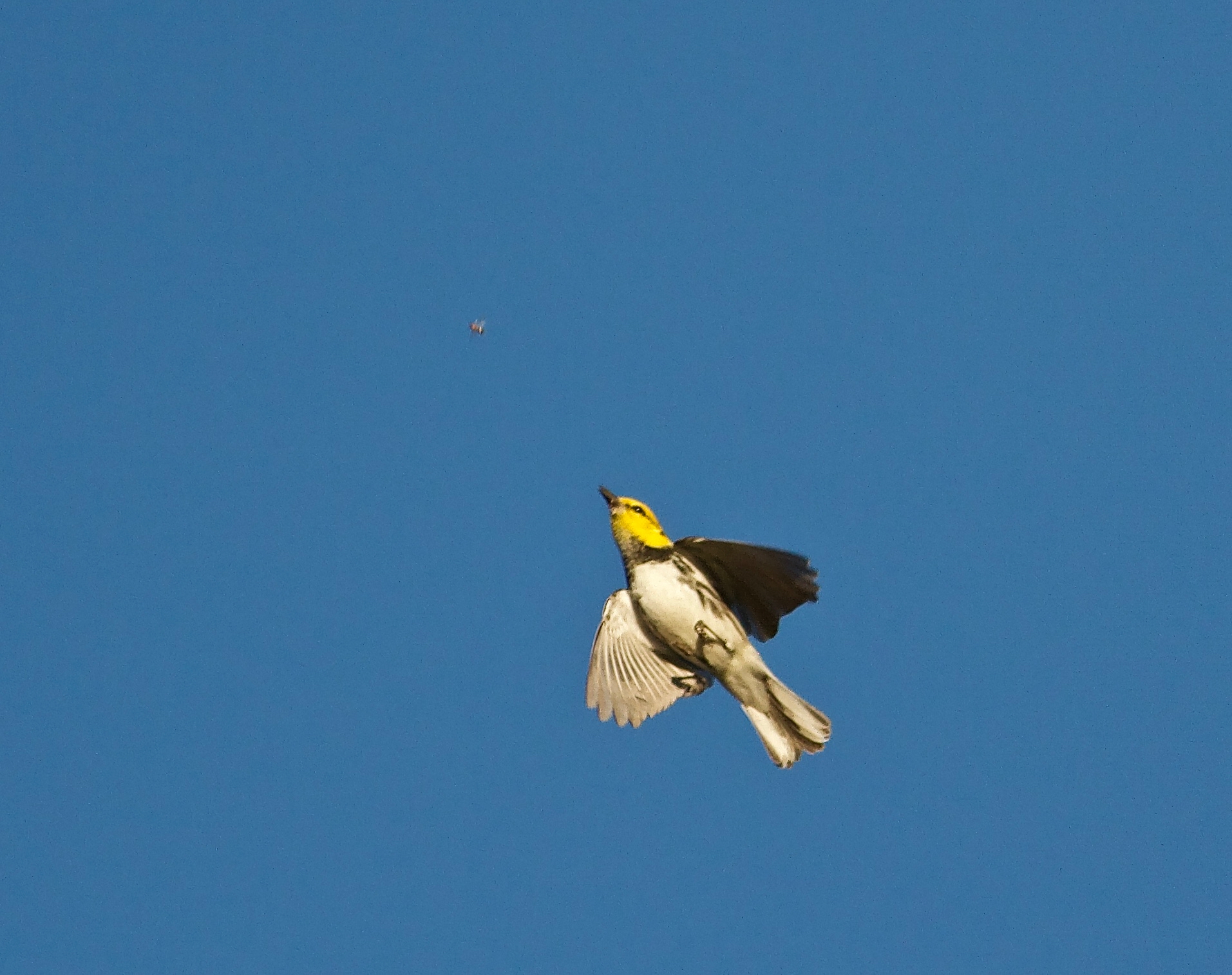 Chipe de mejilla dorada - Alianza Pino Encino