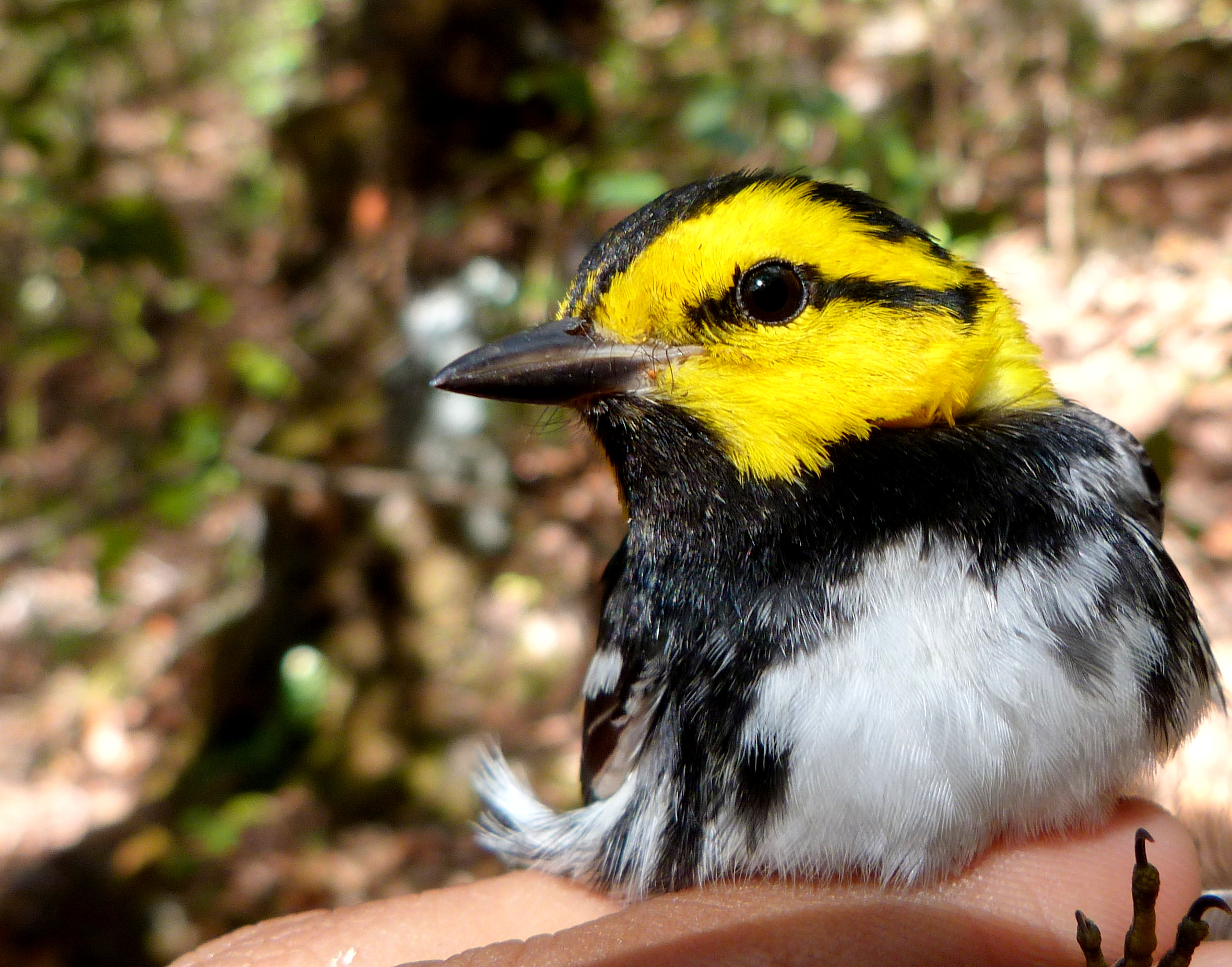 Chipe de mejilla dorada - Alianza Pino Encino