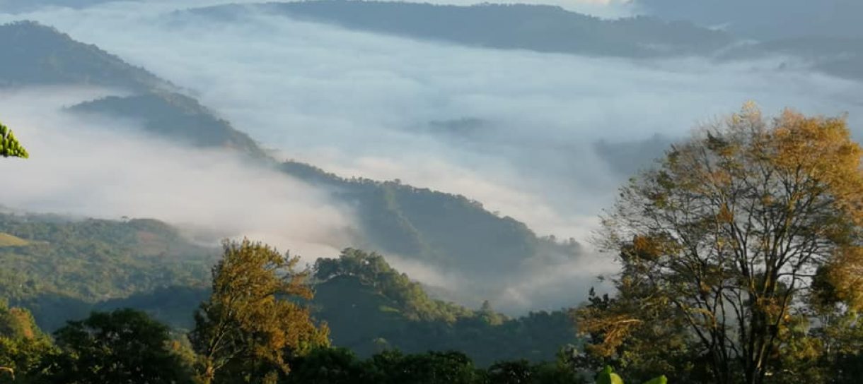 Adición de hectáreas de bosques de pino-encino bajo áreas protegidas ...
